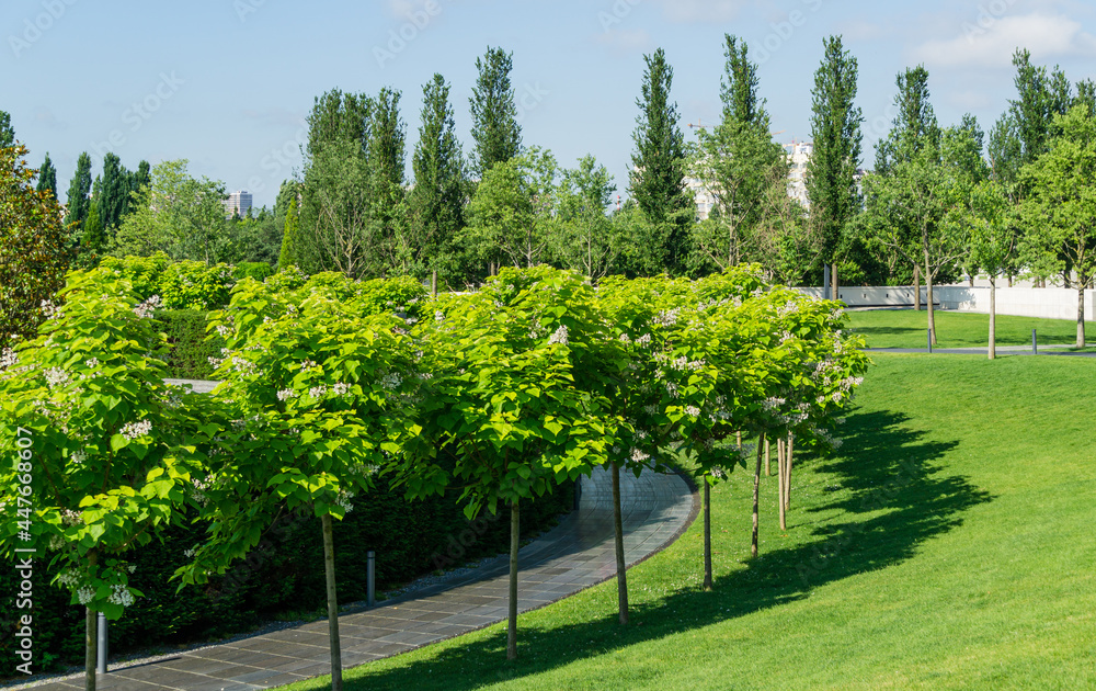Landscape with blooming Catalpa bignonioides trees (southern catalpa ...