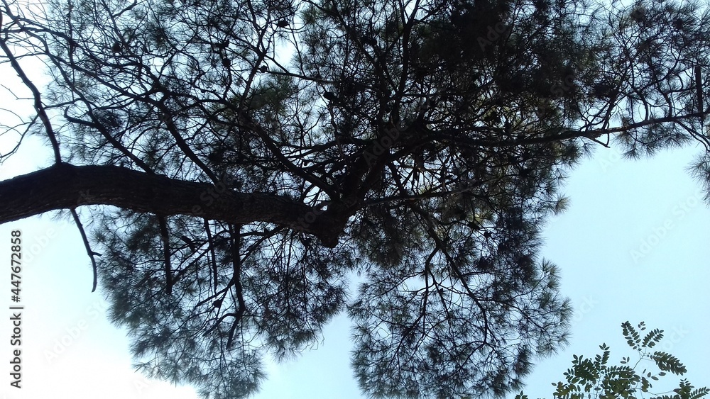 Butterfly tree Stock Photo | Adobe Stock