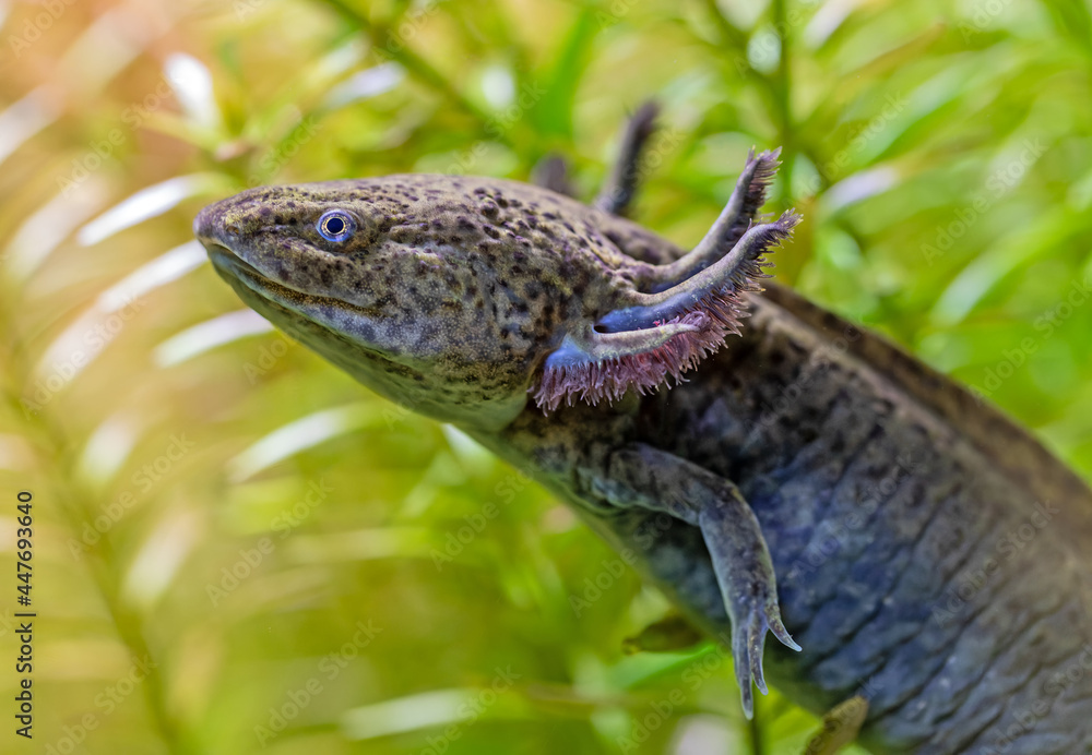 Portrait view of an Axolotl (Ambystoma mexicanum) Stock Photo | Adobe Stock