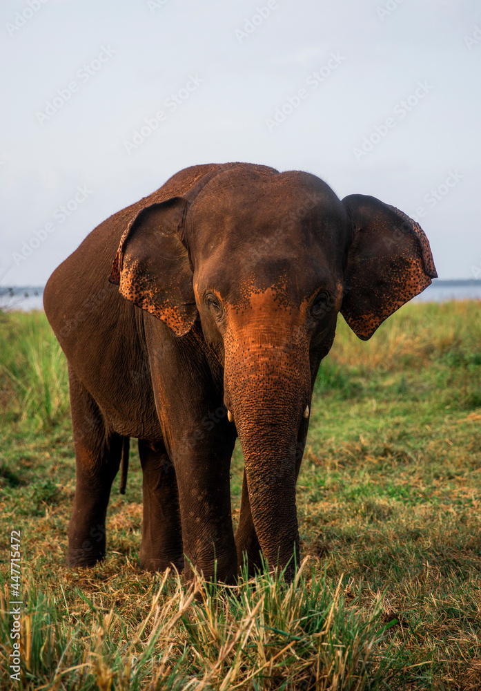 Travel wildlife view of wild elephant in Udawalawa National Park ...