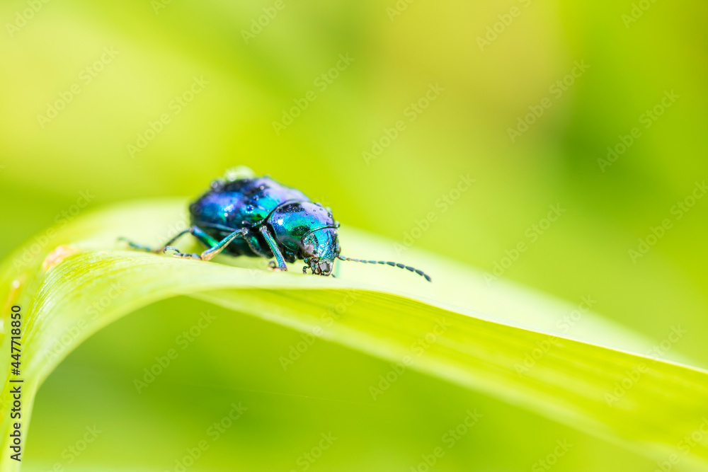 Chrysochus chinensis, The leaf beetle of Chinese milkworm is seen on a ...