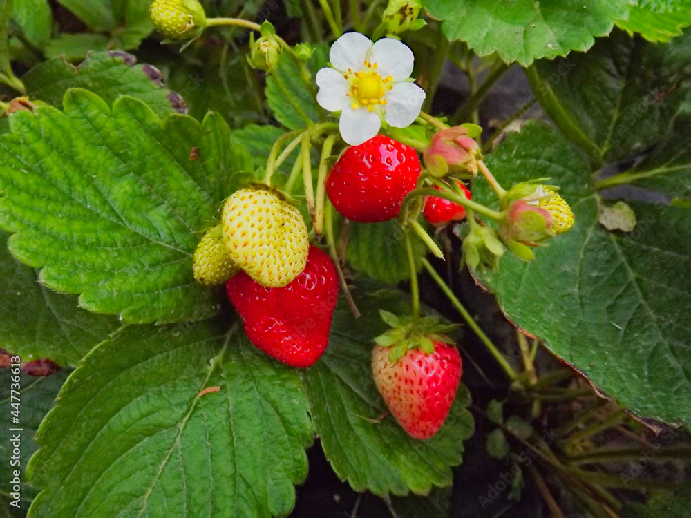 Pianta di fragole con i fiori e le fragole rosse e verdi. ภาพถ่ายสต็อก ...