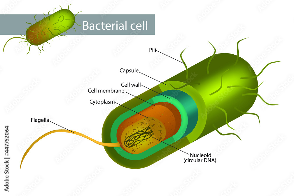 Bacteria Cell Structure Illustration Of A Bacterial Cell Structure