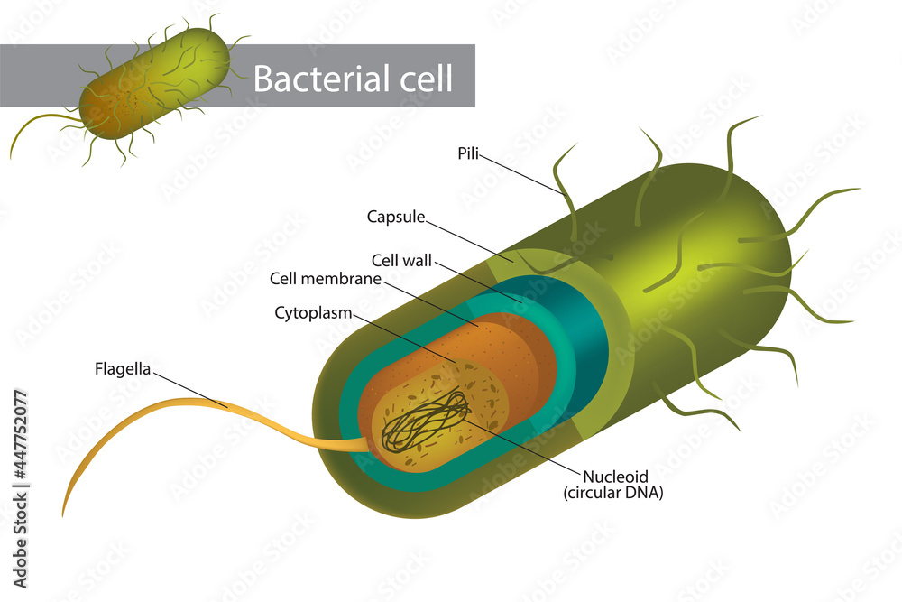 Bacteria Cell Structure. Illustration of a bacterial cell structure ... Bacteria Cell Structure. Illustration of a bacterial cell structure ...