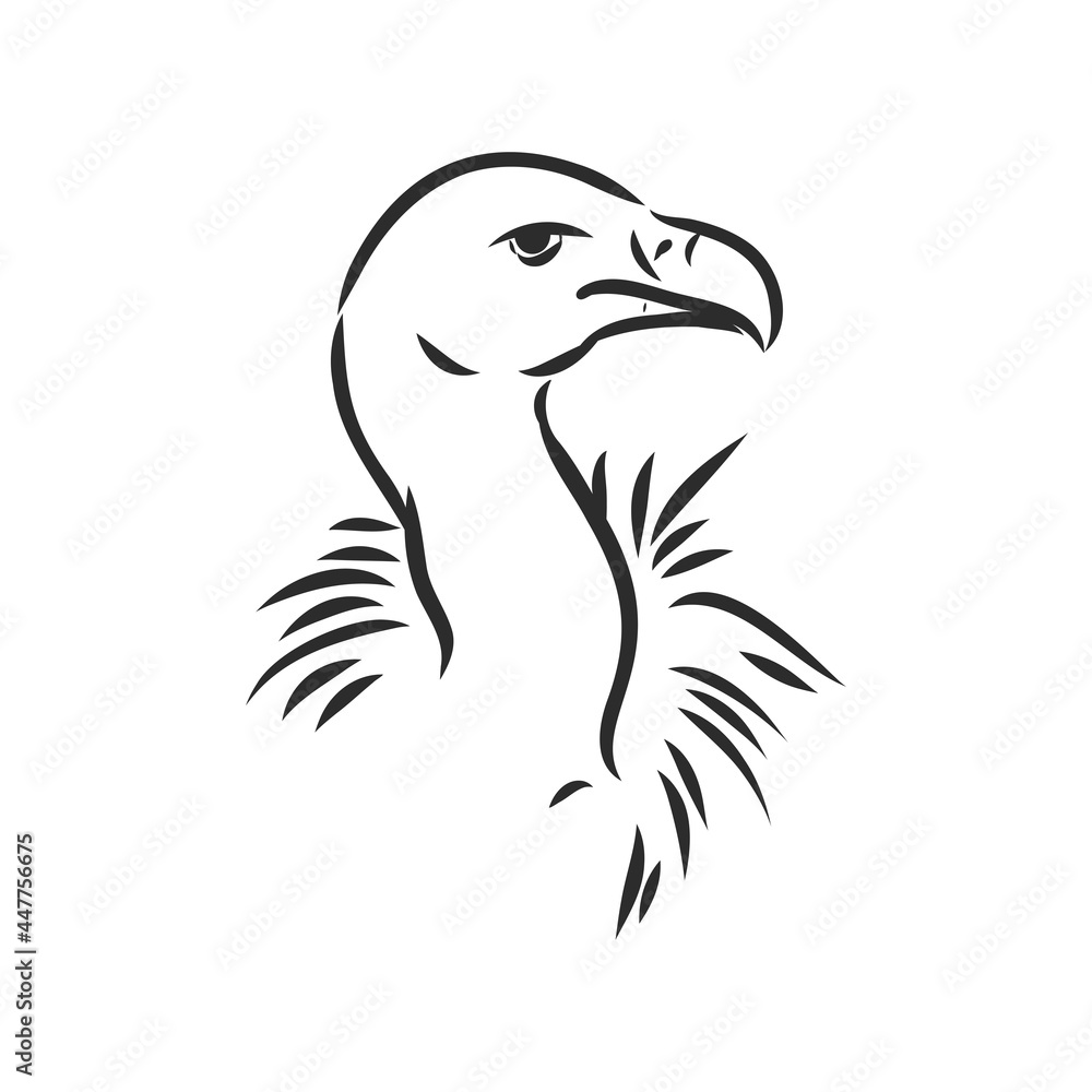 Vulture illustration, drawing, engraving ink, line art, vector Stock ...