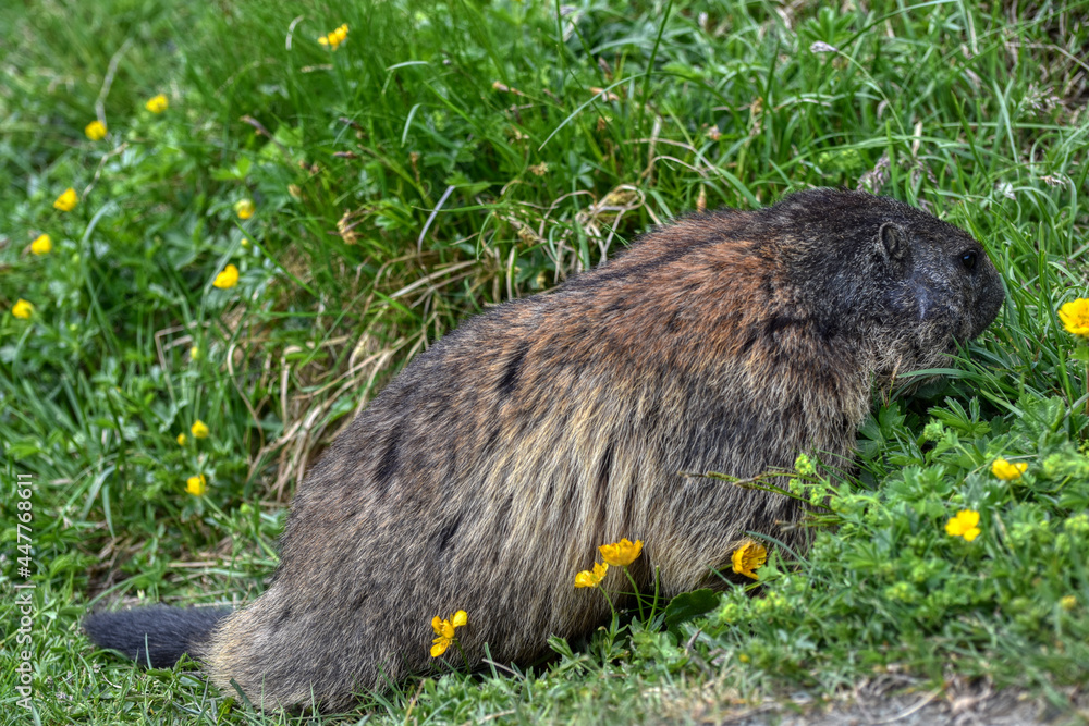 Murmeltier, Murmeltiere, Mankei, Munggen, Nagetier, Erdhörnchen ...