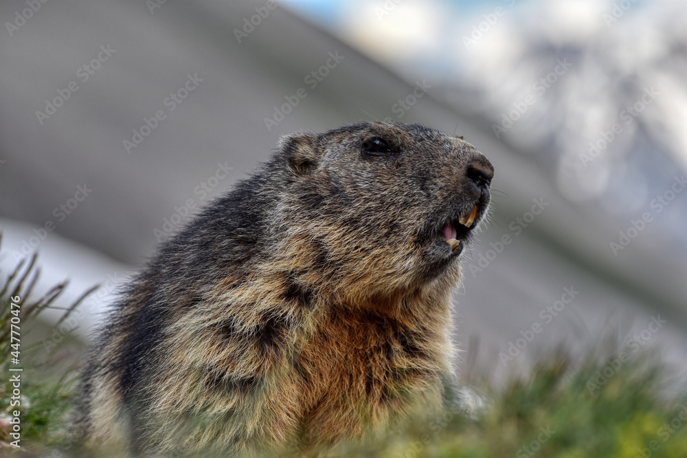Foto de Murmeltier, Murmeltiere, Mankei, Munggen, Nagetier, Erdhörnchen ...