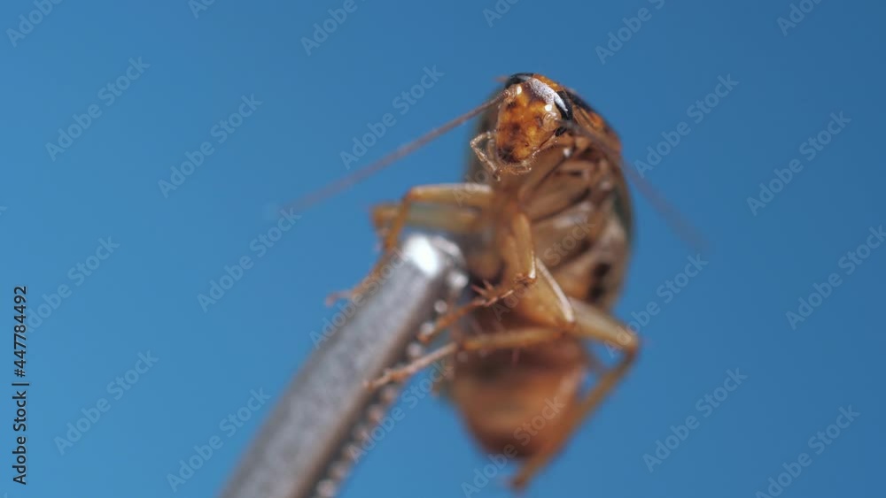 Macro footage under microscope of brown cockroach hold by metal ...