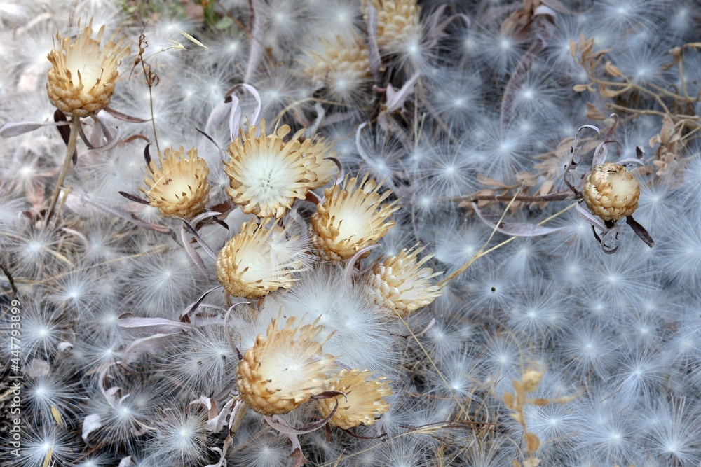 Vilanos o papos de una planta de la família de las compuestas Stock ...