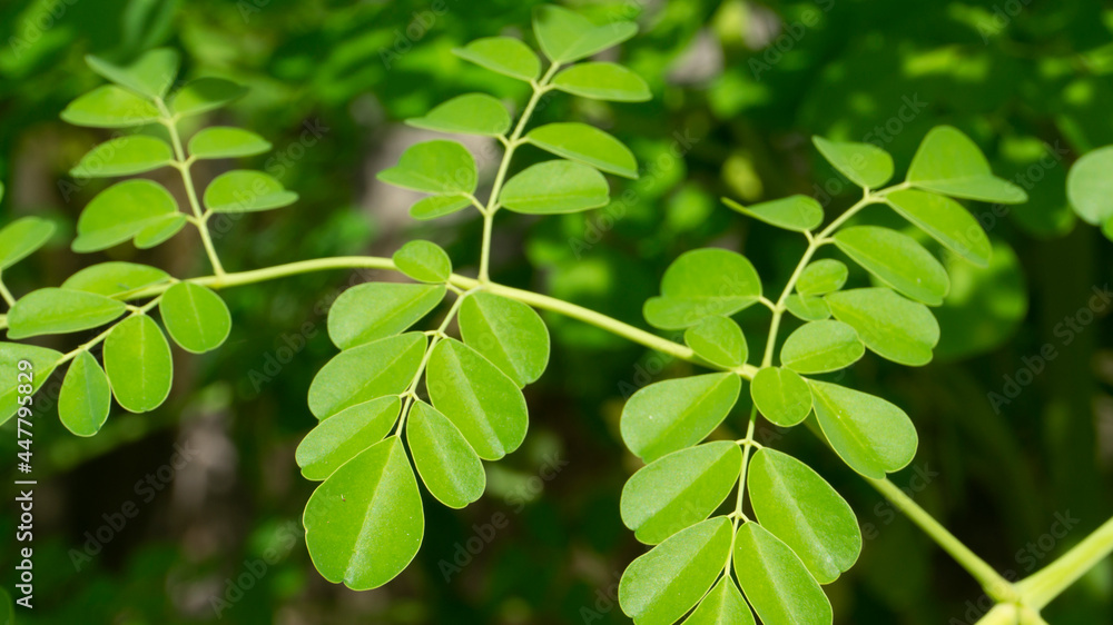Moringa leaves, one of the plants with properties capable of curing and ...