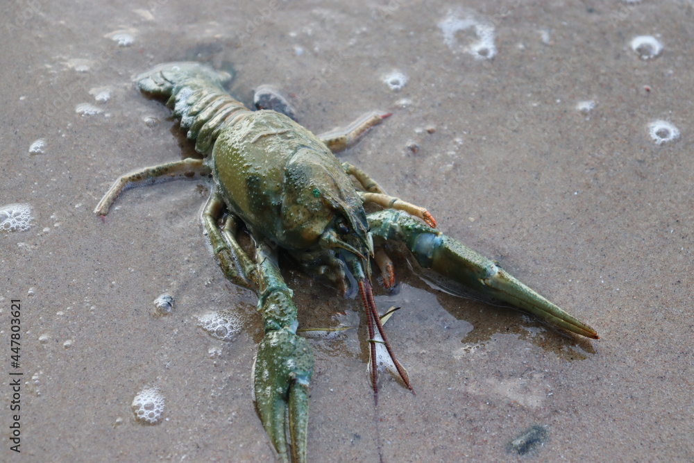 dead crabs and cancer on sea shore Stock Photo | Adobe Stock