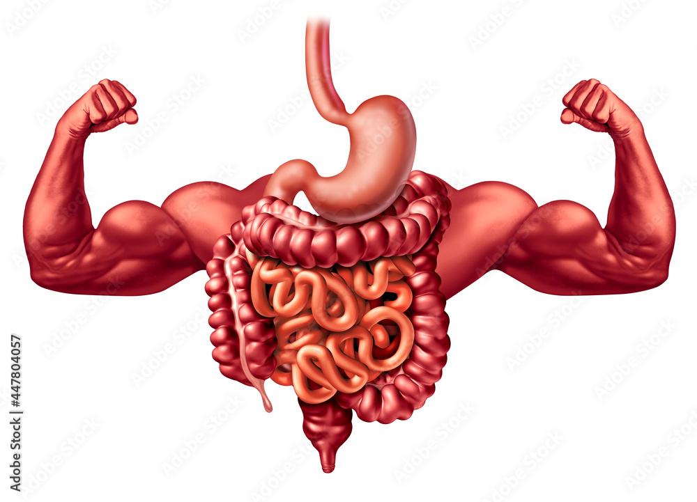 Digestive System Large Intestine