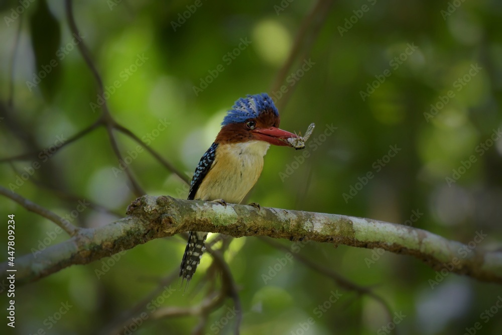 Banded Kingfisher (Lacedo pulchella) male Birds of Thailand. Khao Yai ...