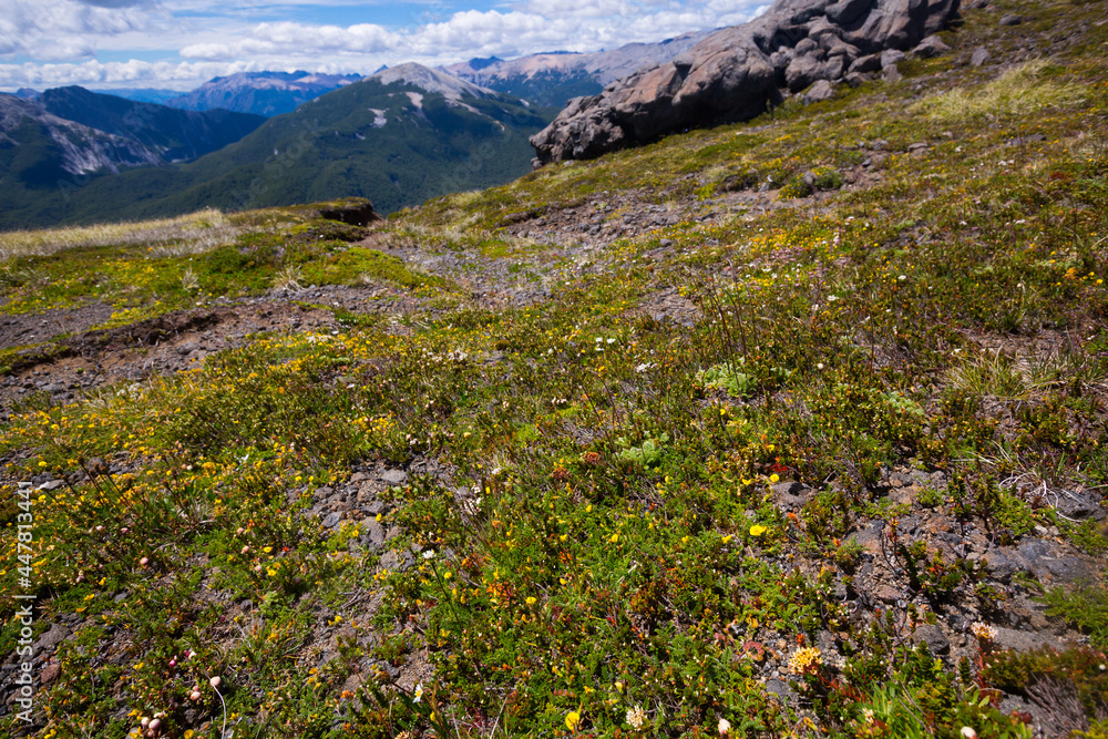 Stony landscape with flowering shrubs and mosses in the Andes Mountains ...