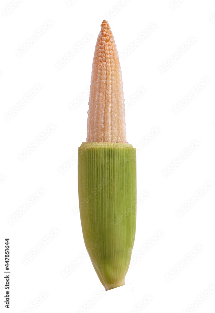Baby corn (also known as young corn, cornlets or baby sweetcorn) Stock ...