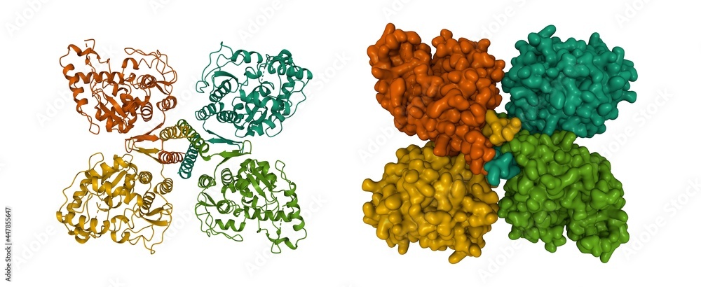 Structure of phenylalanine hydroxylase tetramer, an enzyme implicated ...