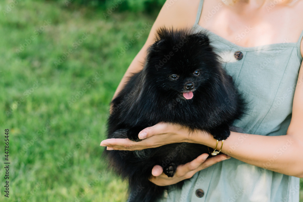 Black spitz posing on woman hands in the park. Close up, copy space for ...