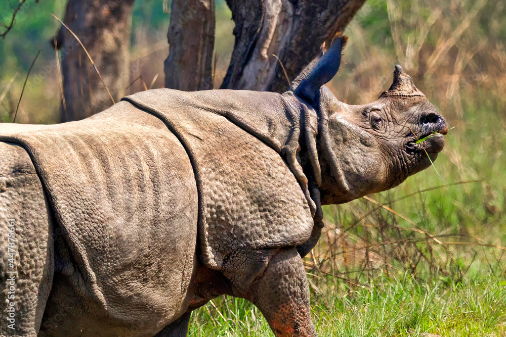Foto de Greater One-horned Rhinoceros, Indian Rhinoceros, Asian Rhino ...