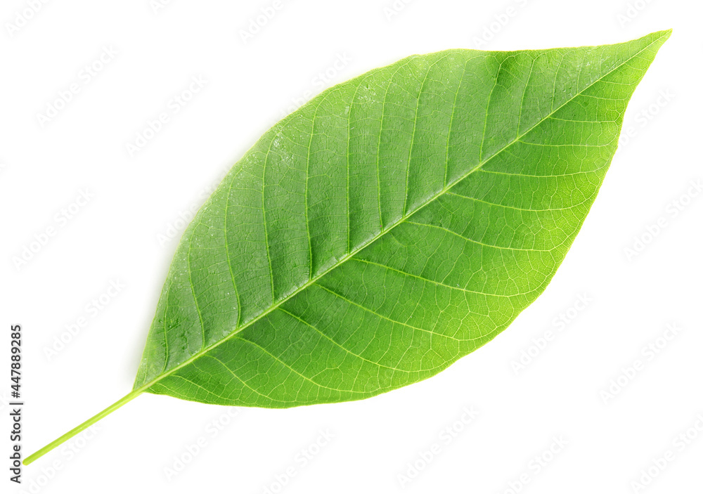 Green leaf of walnut tree isolated on white, top view Stock Photo ...