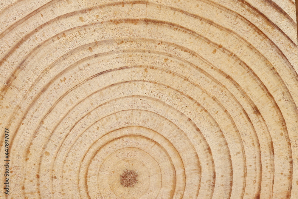 Pine tree cuPine tree cut texture. Light wood texture close up. t ...