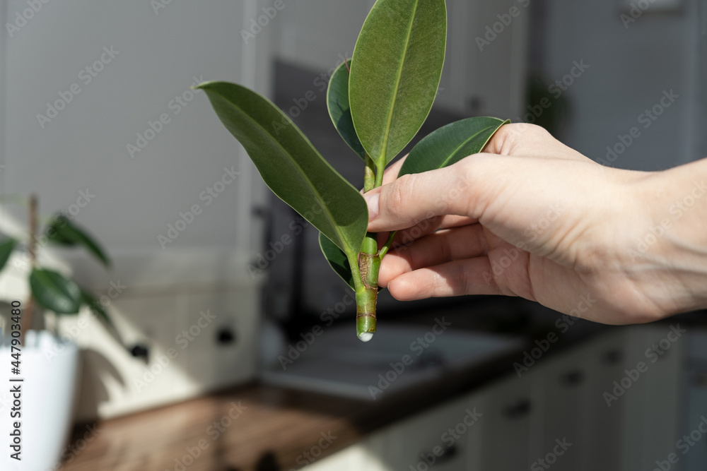 ficus cuttings. Breeding potted plants. Ficus elastica. Stock Photo ...
