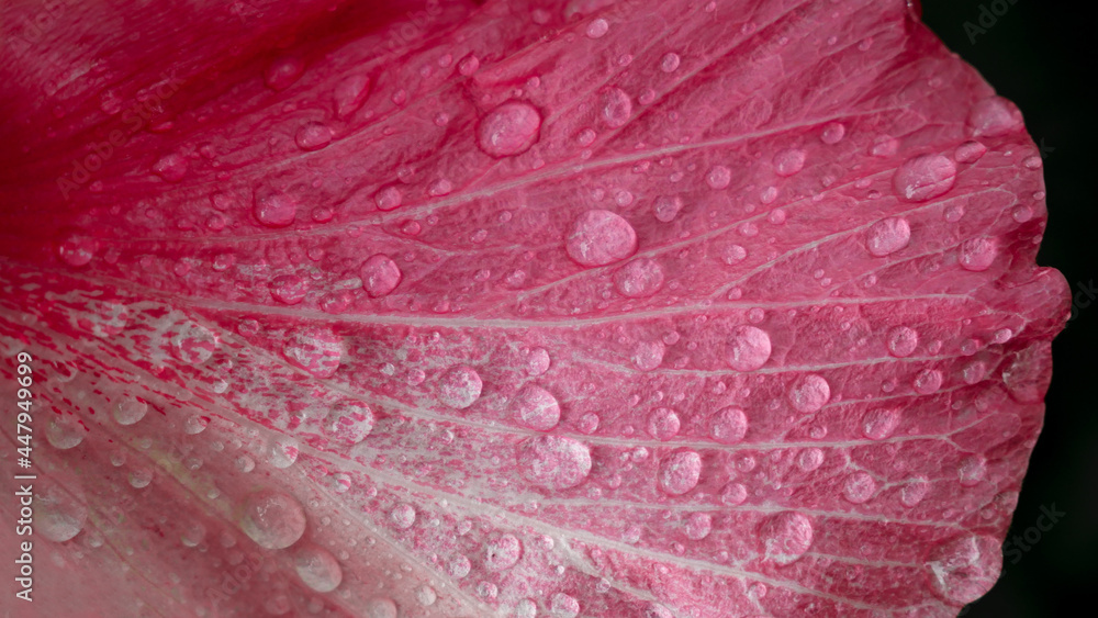 Water droplets on Hibiscus rosa-sinensis flower It is a flowering plant ...
