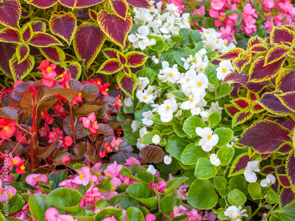 Pink and white begonia in bloom and purple coleus solenostemon hybrida ...