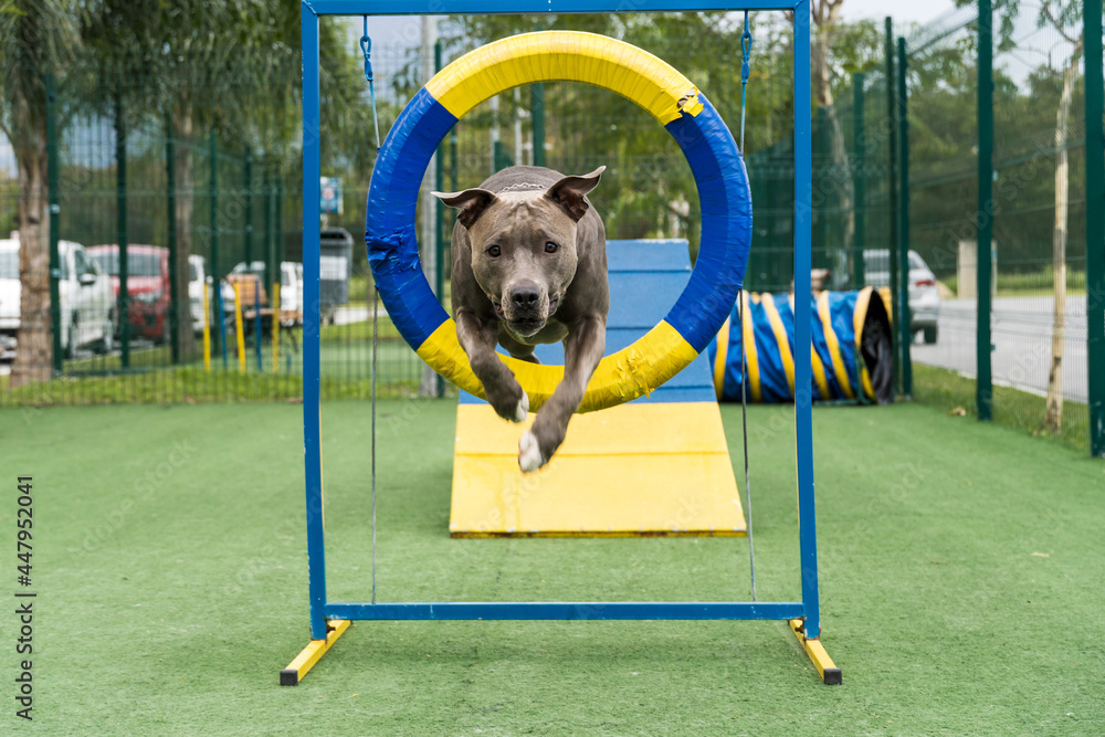 Pit bull dog jumping the tire while practicing agility and playing in ...