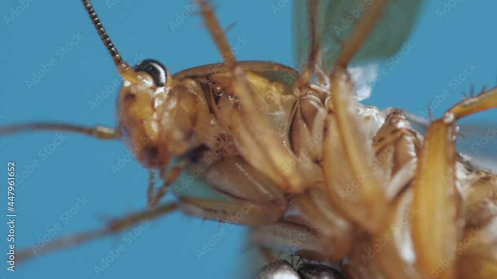 Brown cockroach is hold by silver tweezers and tries to escape moving ...