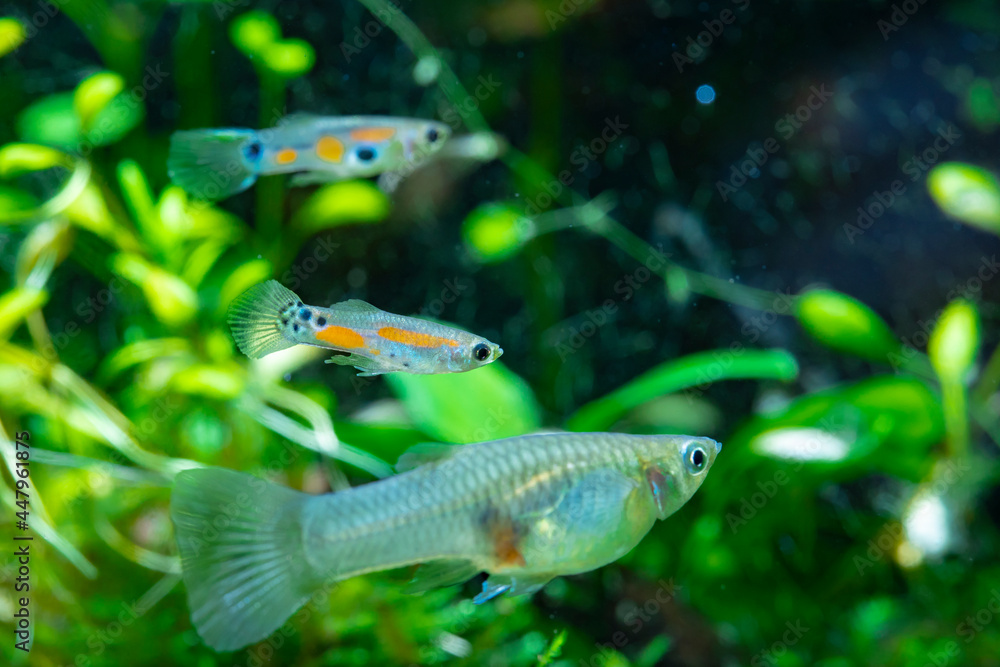 Poecilia reticulata hybrid in aquarium. Guppy Multi Colored Fish in a ...