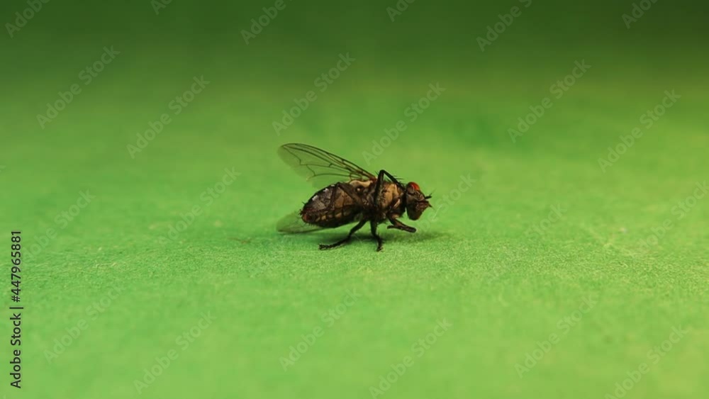 Housefly dying from repellents on green background Close up of a house ...