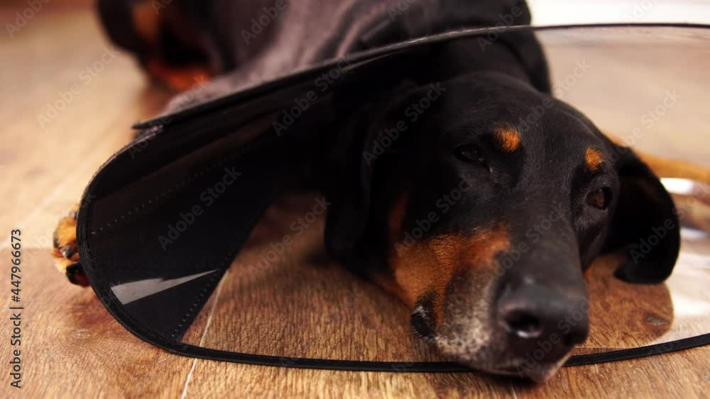 Sick black dog is laying in medical plastic cone and looking in front ...