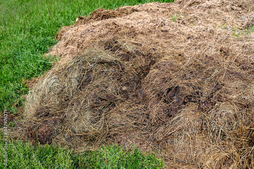 Foto de Animal manure is mixture of animal feces and bedding straw ...