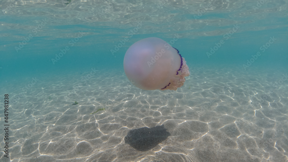mediterranean jellyfish . jellyfish in Mediterranean Sea swimming and ...