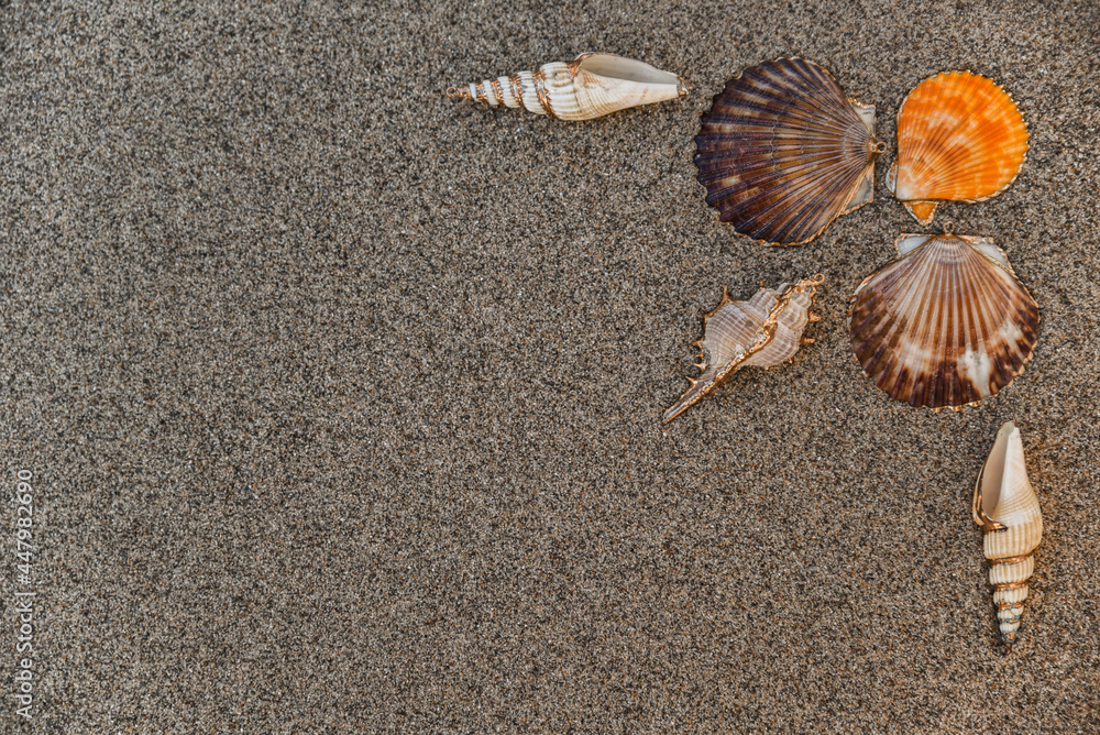 Summer sandy background with shells, seashells in the sandy beach ...