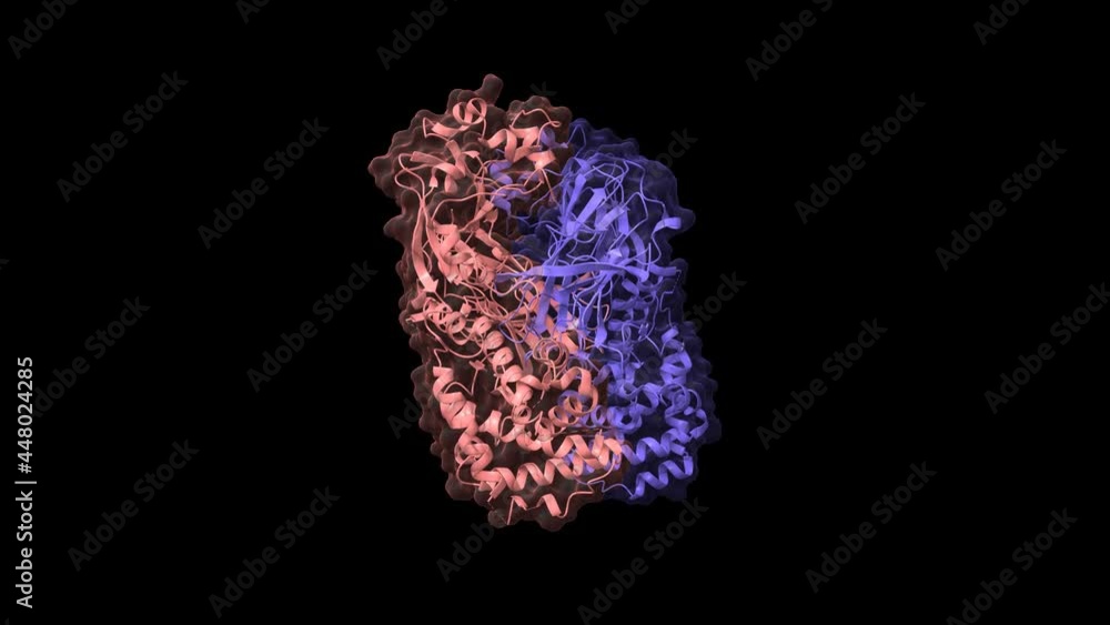 Structure of diphtheria toxin dimer, animated 3D cartoon and Gaussian ...