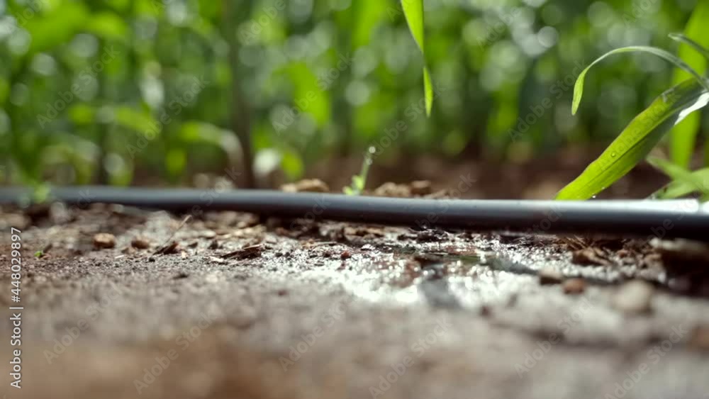 Drip irrigation system installation in farm the potential to save water ...