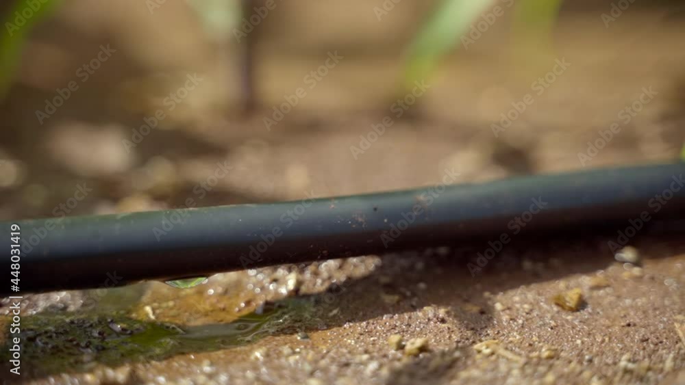 Drip irrigation system installation in farm the potential to save water ...