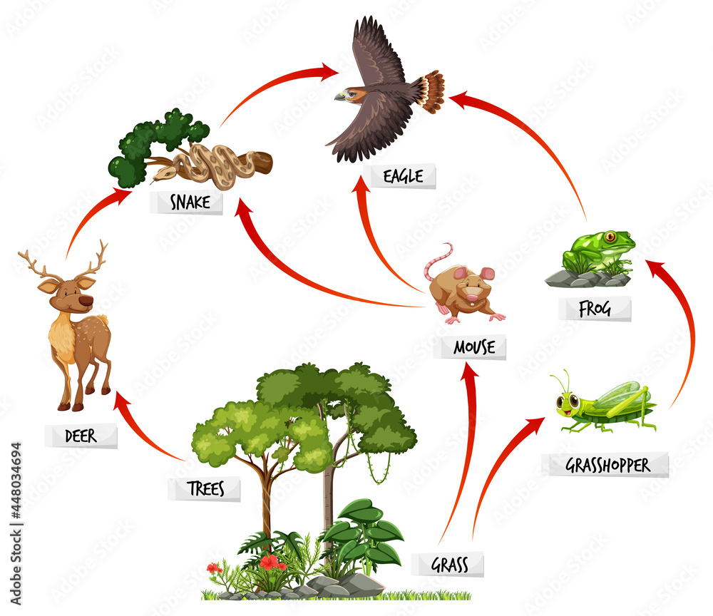 Diagram showing food web in the rainforest Stock Vector | Adobe Stock