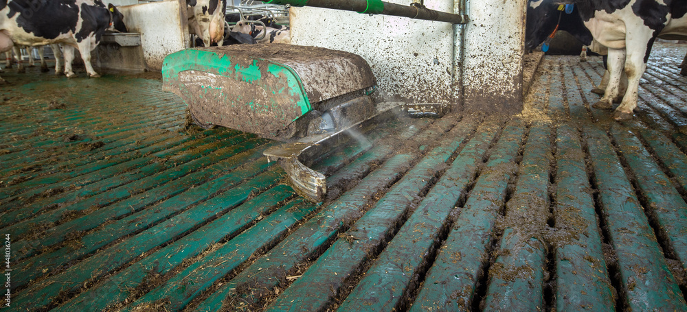 Manure robot cleaning the stable. Cows. Dairy. Stock Photo | Adobe Stock