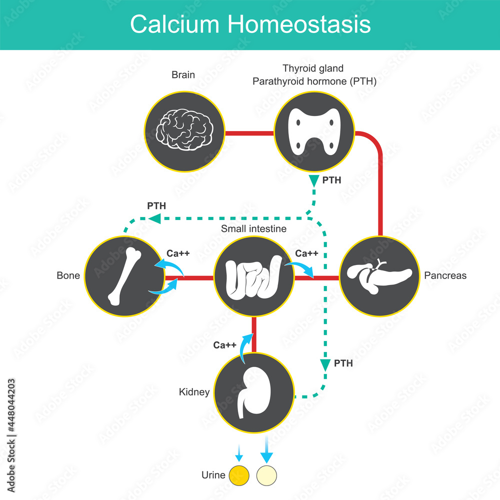 Calcium Homeostasis. Diagram for learning calcium levels in blood human ...