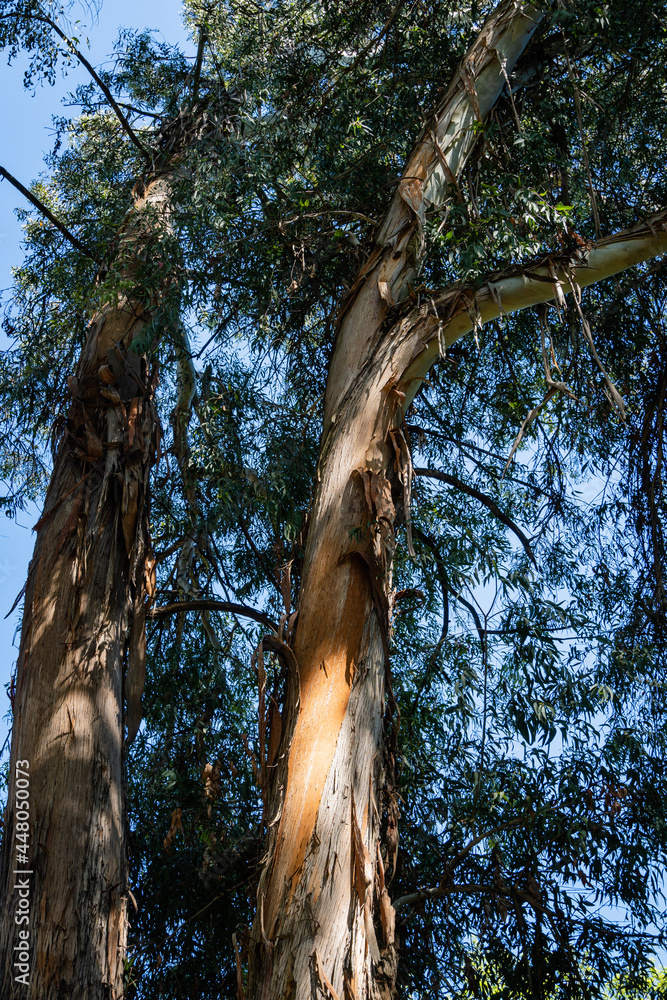 Ttrunk of eucalyptus or gum tree in Adler Arboretum "Southern Cultures ...