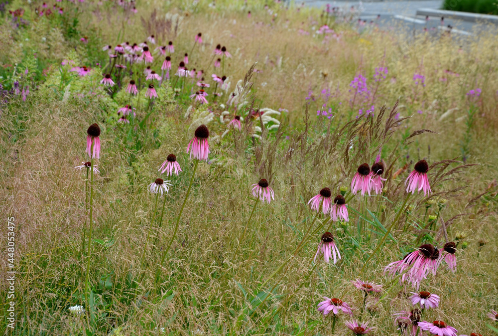 the narrow and long petals lie downwards, offering a view of a ...