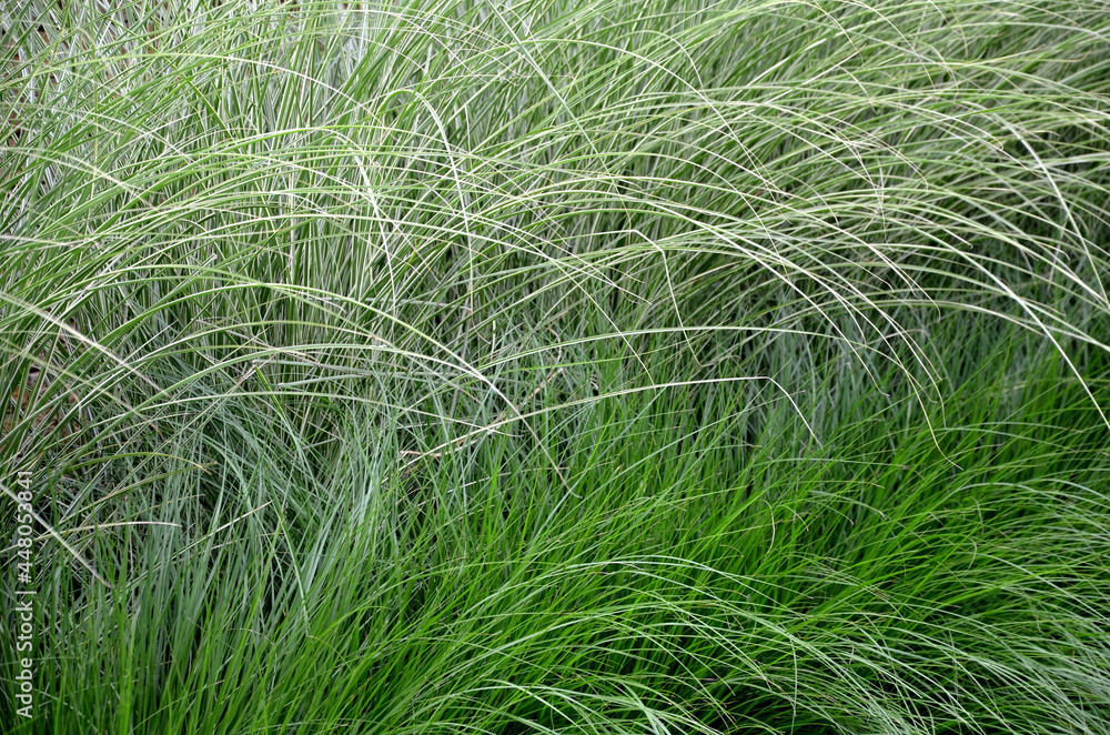 Its fresh, deep green color of delicate leaves looks elegant and ...