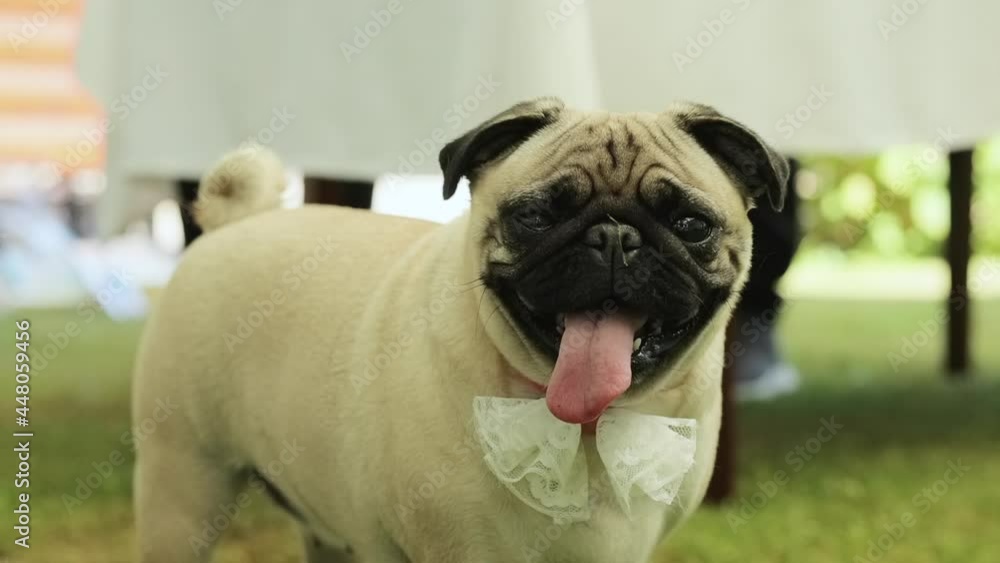 Funny pug dog looking pitifully staying in comical pose outdoor ...