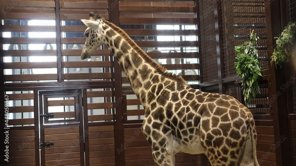 giraffe in a wooden enclosure. The giraffe stands and reaches for the ...
