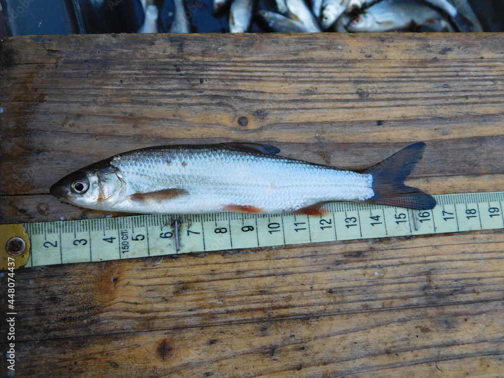 The common nase Chondrostoma nasus is a European potamodromous cyprinid ...