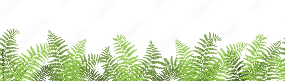 Vector illustration, border of fern on a white background, cartoon ...