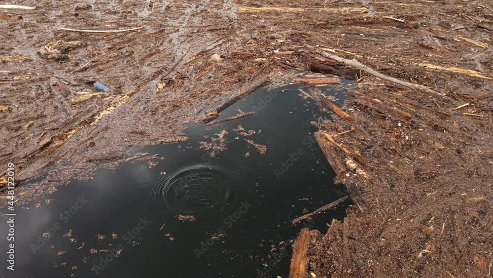 Vídeo do Stock: lake water completely covered with woods and trees ...