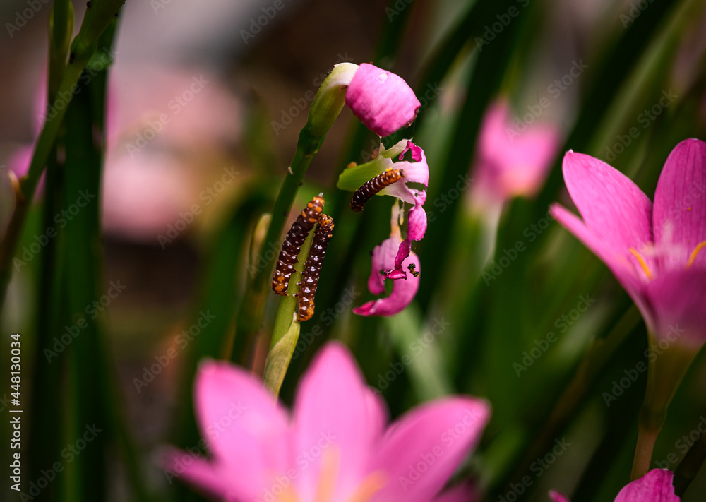 The Indian lily moth (Polytela gloriosae) caterpillar is a moth of the ...